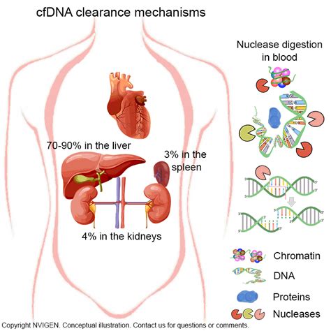 Cfdna Cell Free Dna And Cfdna Extraction Basics And Development Nvigen