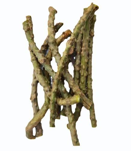 Tinospora Cordifolia Dry Giloy Stem Packaging Type Packet At ₹ 45kg