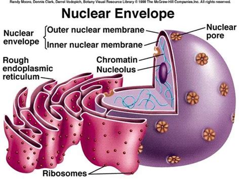 Nucleus Organelles