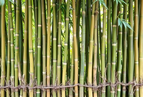 Cómo Utilizar El Bambú Como Barrera Natural