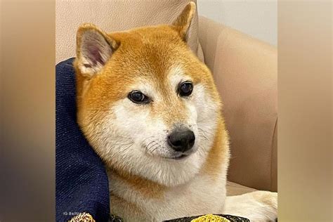 Famous Meme Dog ‘cheems Dies Of Cancer The Straits Times