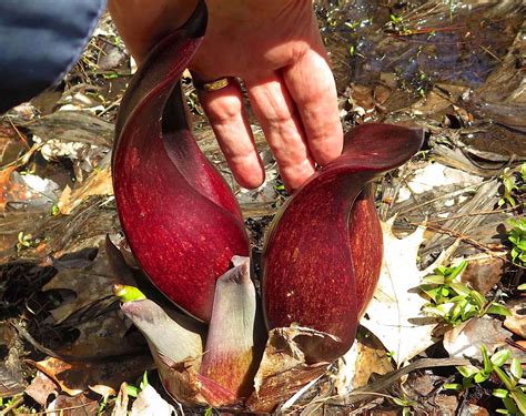 Saratoga Woods And Waterways Skunk Cabbage Paradise Redux