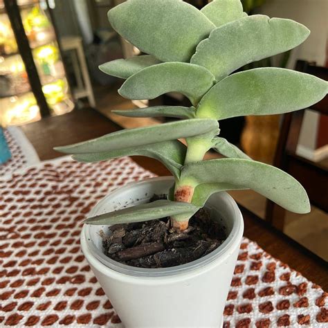 Crassula Multicava Bleeding Heart Plant Care Water Light Nutrients Greg App 🌱