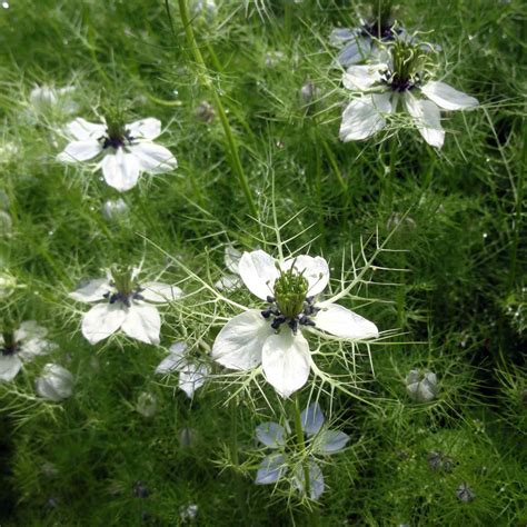 Nigella Damascena
