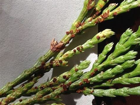 Incense Cedar Rust Forest Pathology