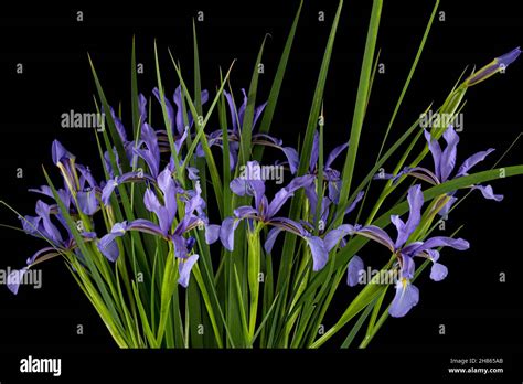 Bouquet Of Violet Flowers Marsh Iris Lat Iris Pseudacorus Isolated