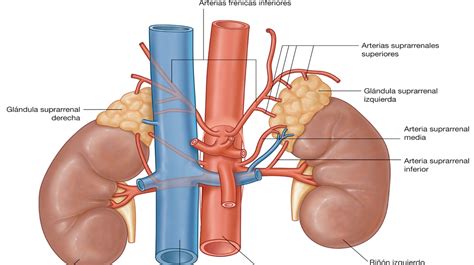 GlÁndula Suprarrenal
