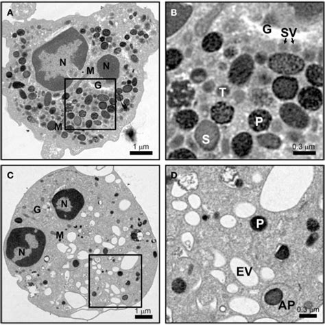 Schematic Of Neutrophil Signaling Pathways Regulating Degranulation
