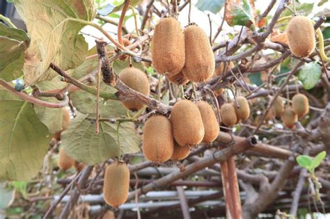 2 Different Delicious Kiwi Plant Varieties And How To Grow Them