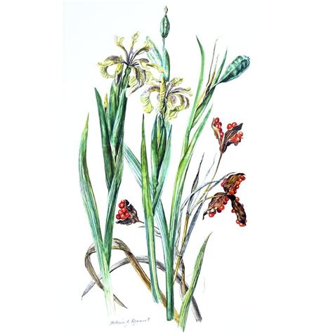 Iris Foetida Society Of Botanical Artists