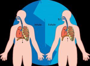 133 Breathing Human Biology