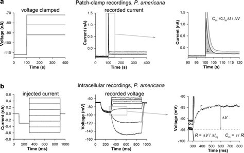 evaluation of membrane capacitance a in the patch clamp experiments