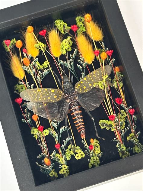 Real Ghost Grasshopper Taxidermy Shadow Box Frame Fine Art Entomology Unique T Wall Art 3d