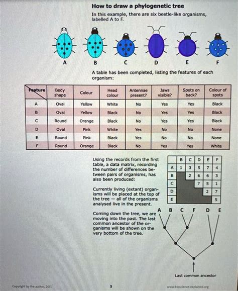 how to draw phylogenetic tree this examplc therc arc six bectlc like