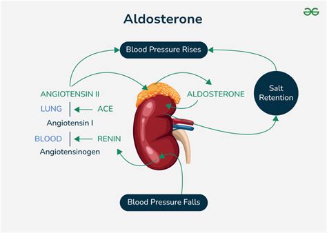 Aldosterone Geeksforgeeks