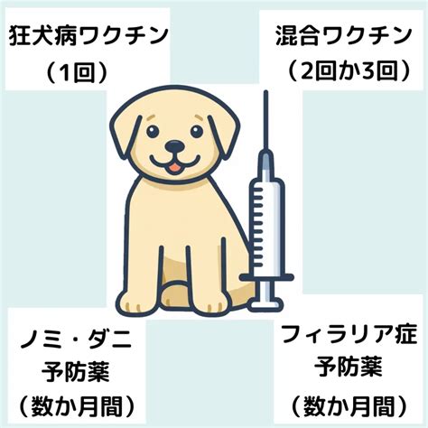 子犬の混合・狂犬病ワクチンのスケジュール【2回接種3回接種の違いや間隔は？】 いぬんぽ