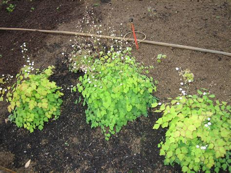 Vancouveria Hexandra Sevenoaks Native Nursery