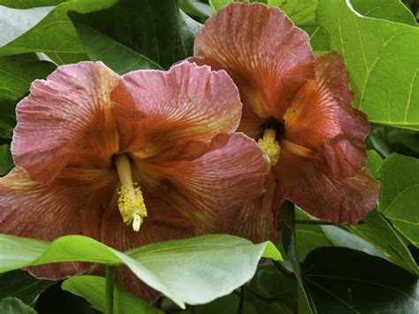 Flor De Magas Flower Puerto Rico National Flower Facts Uses And