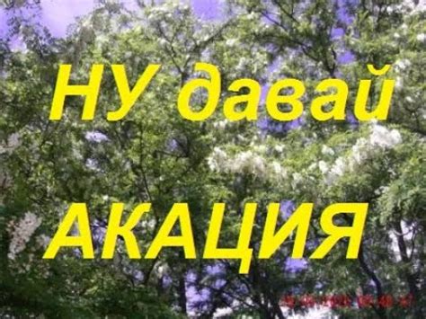 Акацию взял сезон закончил. Цвет сильнейший - выхлоп неважнецкий. - YouTube