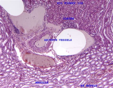 Unit 5 Histology Flashcards Quizlet
