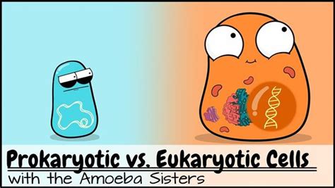 Prokaryotic And Eukaryotic Cells Venn Diagram Worksheet Answer Key