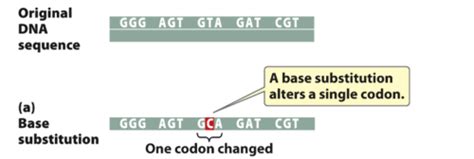 Module 13 Gene Mutation Transposable Elements And Dna Repair