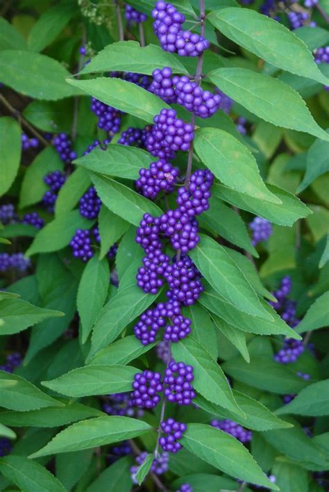 Callicarpa Dichotoma Purple Beautyberry Early Amethyst 10seeds