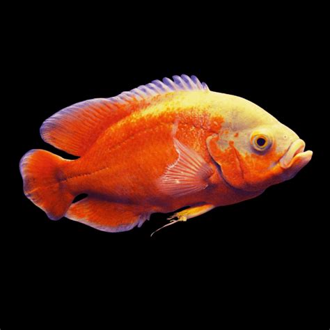 Oscar Sims Tropical Fish Tropical Fish Aquarium Fish Store