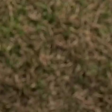 Thabo M On Linkedin Netshield