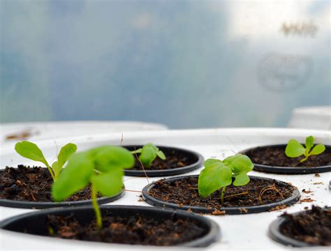 Diy Hydroponic Garden Tower Bigfoot Forums Fasci Garden