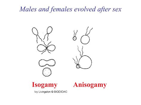 Ppt Males And Females Evolved After Sex Powerpoint Presentation Free