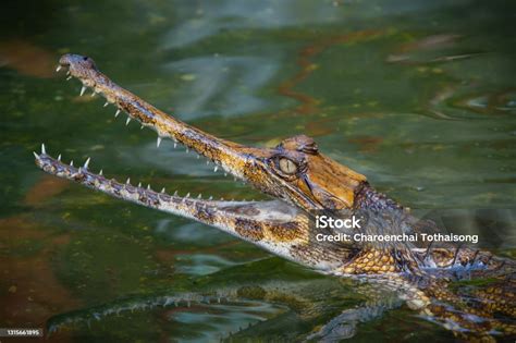 Malayan Gharial Is Opening Its Mouth Its Head Rises Above The Water