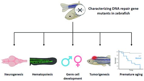 Characterizing Dna Repair Gene Mutants In Zebrafish With Specific