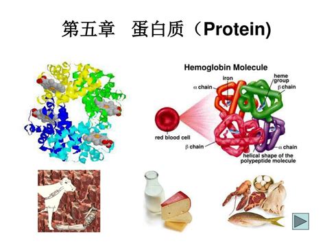 Ppt 第五章 蛋白质（ Protein Powerpoint Presentation Free Download Id6584021