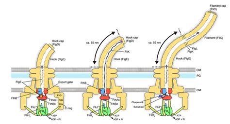 Flagellum Definition And Examples Biology Online Dictionary
