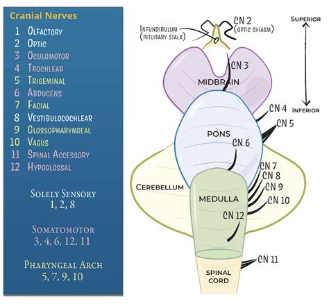Neuroanatomy Glossary Cranial Nerves Ditki Medical And Biological Sciences