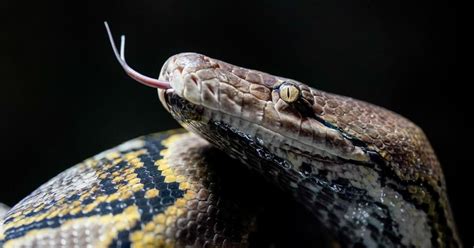 Missing Mother Found Dead Inside 16 Foot Long Python After It Swallowed