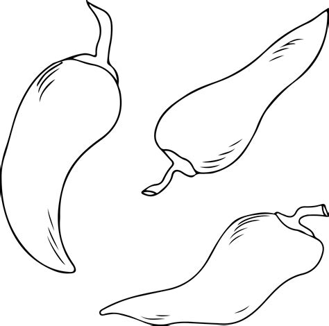 Boceto De Ají Contorno Negro Sobre Fondo Blanco 14460669 Vector En