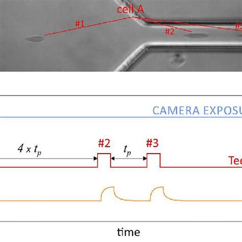 An Example Of Cell Deformability Image Acquired With A Modified Pulse Download Scientific