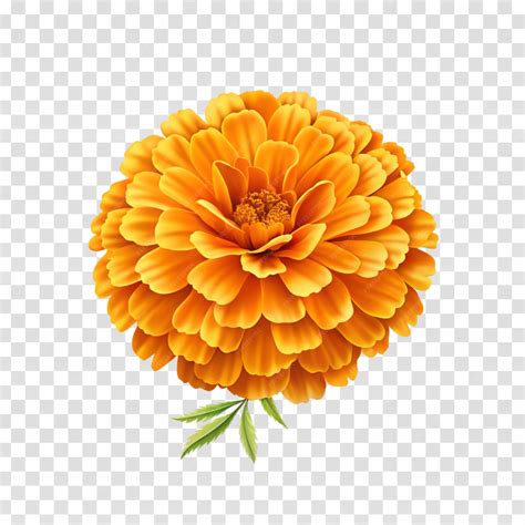 Day Of The Dead Dia De Los Muertos Marigold Flower 4k Hd Isolated On