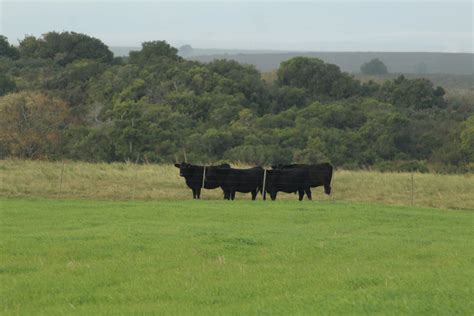What Is Adaptive Multi Paddock Amp Grazing Barn Owl Tech
