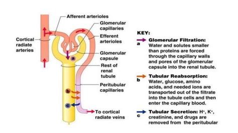 Urinary System Fluid Electrolytes And Acid Base Balance Final Presentationpptx