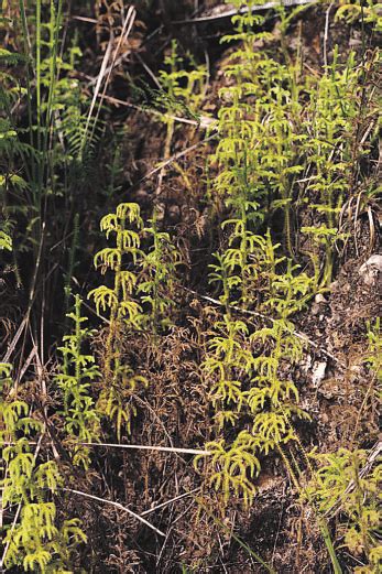 Modern Tropical Lycopsids Growing On A Disturbed Site A Road Cut In