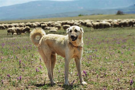 Kangal Dog Breed Profile Personality Facts