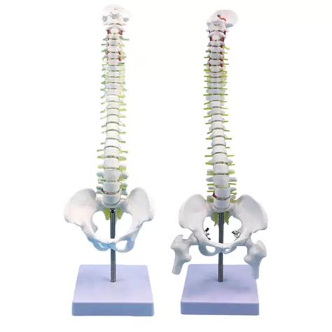Human Spine Model Spinal Column Model Spinal Cord Model Flexible 17