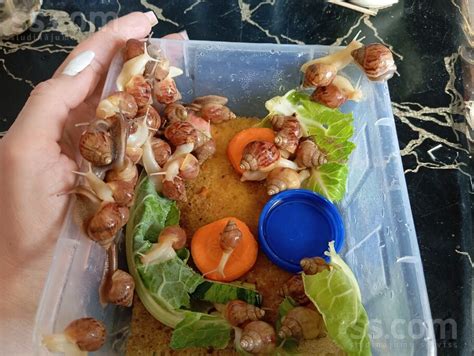 Sscom Dzīvnieki Eksotiskie Dzīvnieki Atdošu Labās Rokās Ahatīnas Gliemeža Pundurgliemezīšus