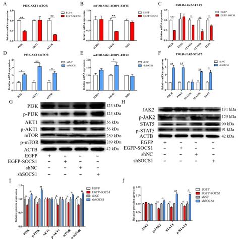 Effect Of Socs1 On The Expression Of Genes And Proteins Related To The
