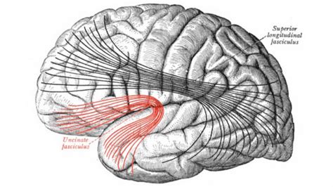 Uncinate Fasciculus Characteristics Parts And Functions In The Brain