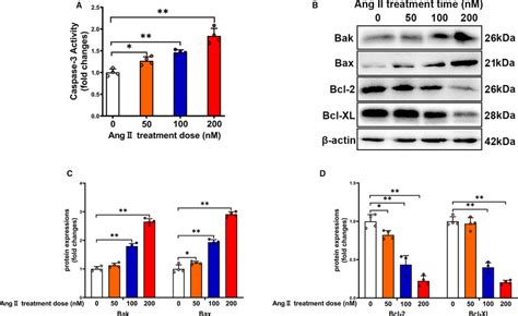 Ang Ii Treatment Leads To Platelet Apoptosis In A Download Scientific Diagram