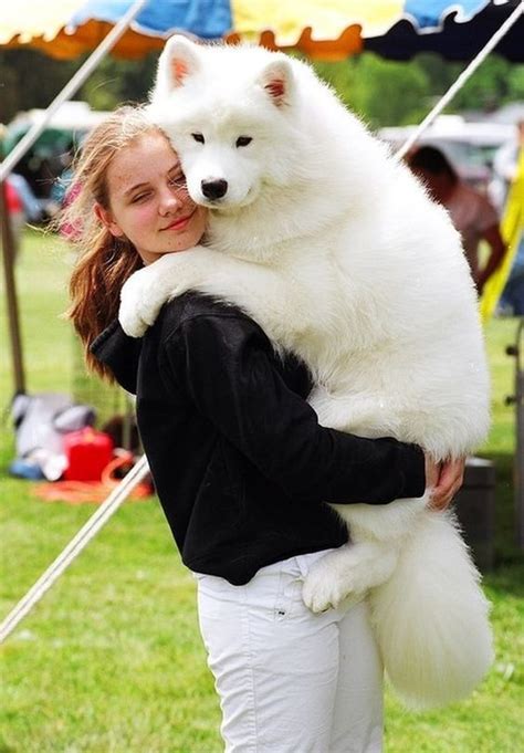 Samoyed Size